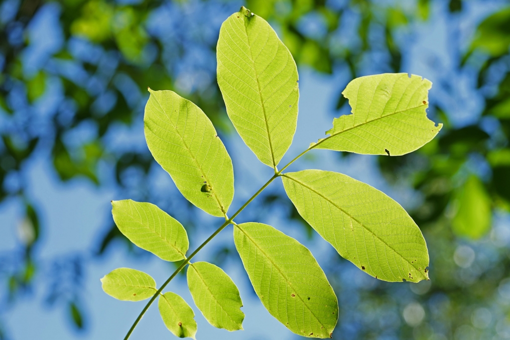 Feuilles de Noyer (1) WEB - Philippe Dorléans